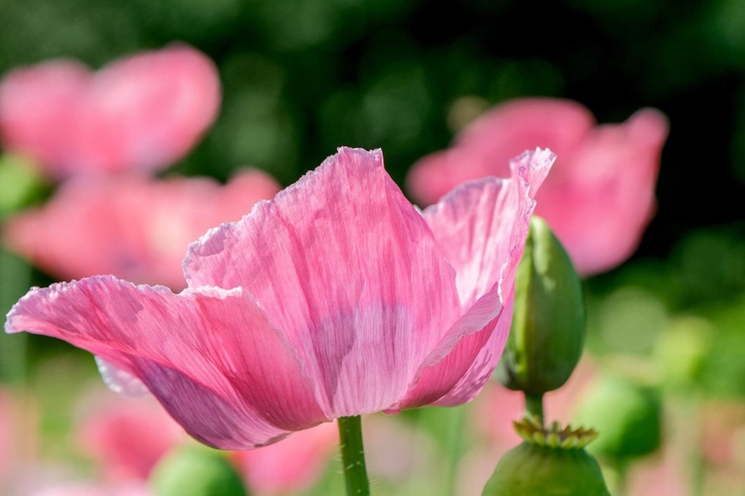 Giant Rattle Poppy, Pink to Lavender Poppies, Papaver Somniferm, 20 ...
