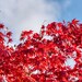 Red Maple Tree Seeds, Shade Tree, Acer Rubrum, Vibrant Colors, Autumn ...