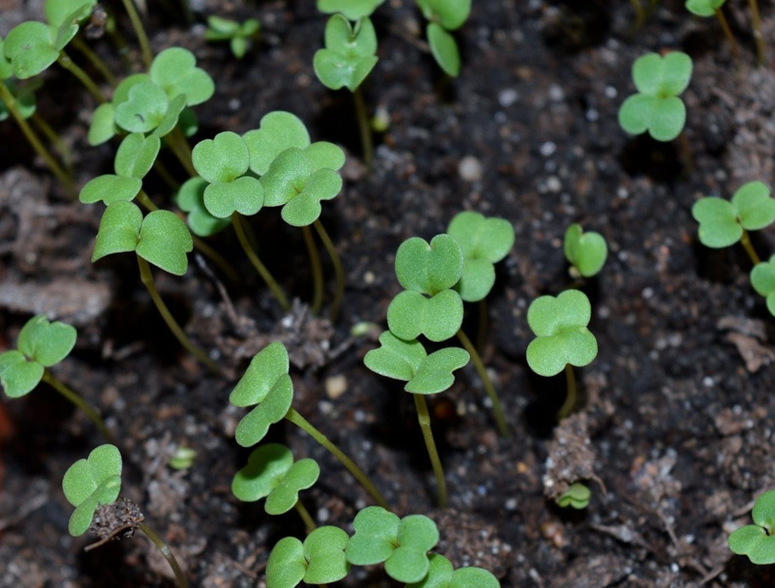 Basic Salad Mix, Microgreens, Container Plant, Organic, 100 Seeds - Etsy