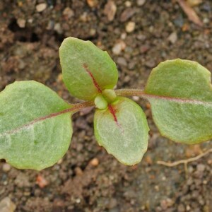 Clarkia Flower Seeds: Easy-to-grow Blooms for a Vibrant Garden - Purple ...