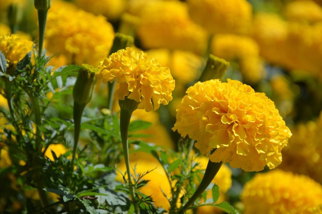 Lemon Drop Marigold, Heirloom, Tagetes Patula Nana, Compact Bushy Plant ...