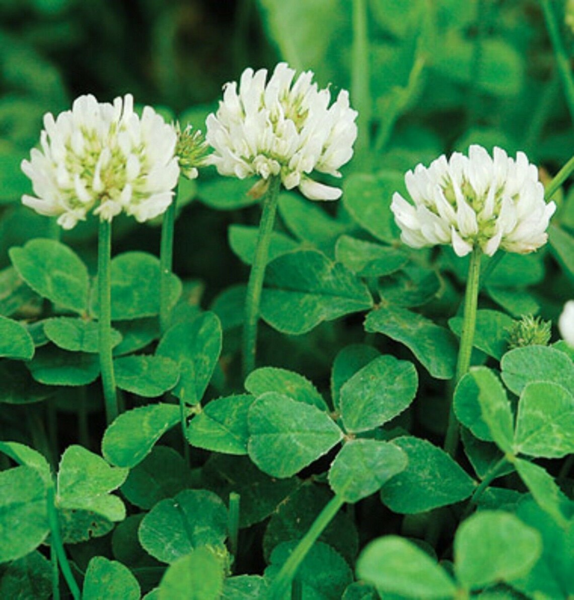 White Dutch Clover, Container Plant, Reseed Yard, 50 Seeds - Etsy