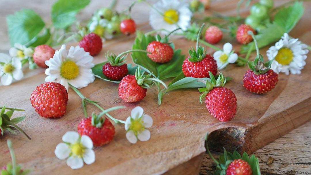 Mignonette Alpine Strawberry, Heirloom, Fragrant, Sweet, Full of Flavor ...
