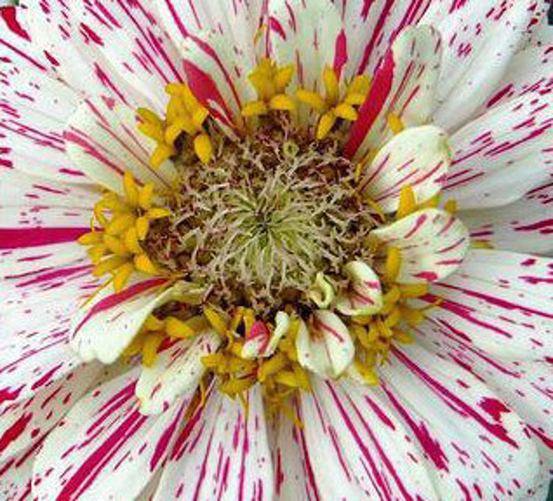 Candy Cane Zinnia Mix, Zinnia Elegans, Striped Flowers, Excellent Cut ...