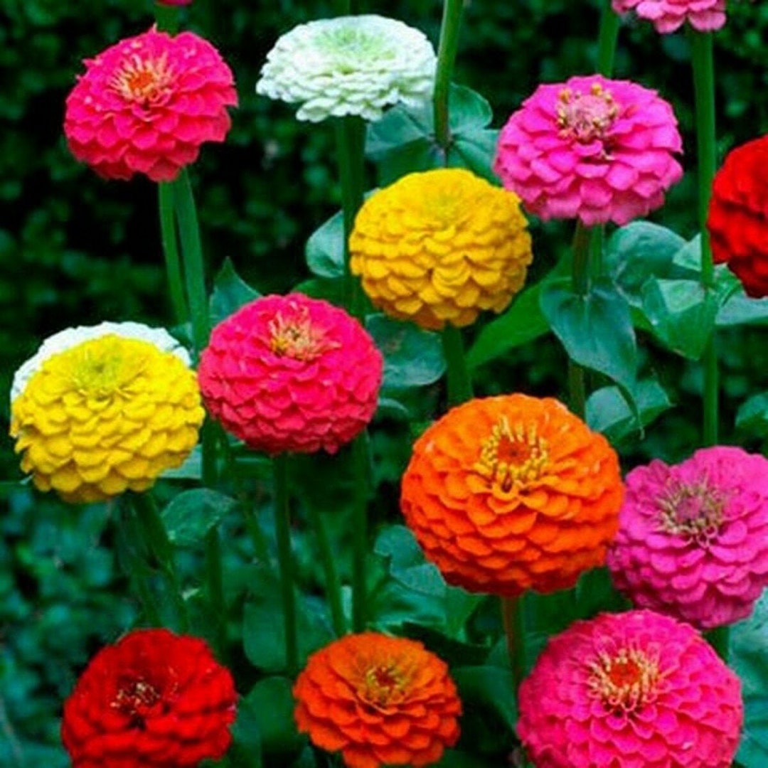 Button Box Zinnia, Zinnia Elegans, Cut Bouquet Flowers - 20 Seeds - Etsy