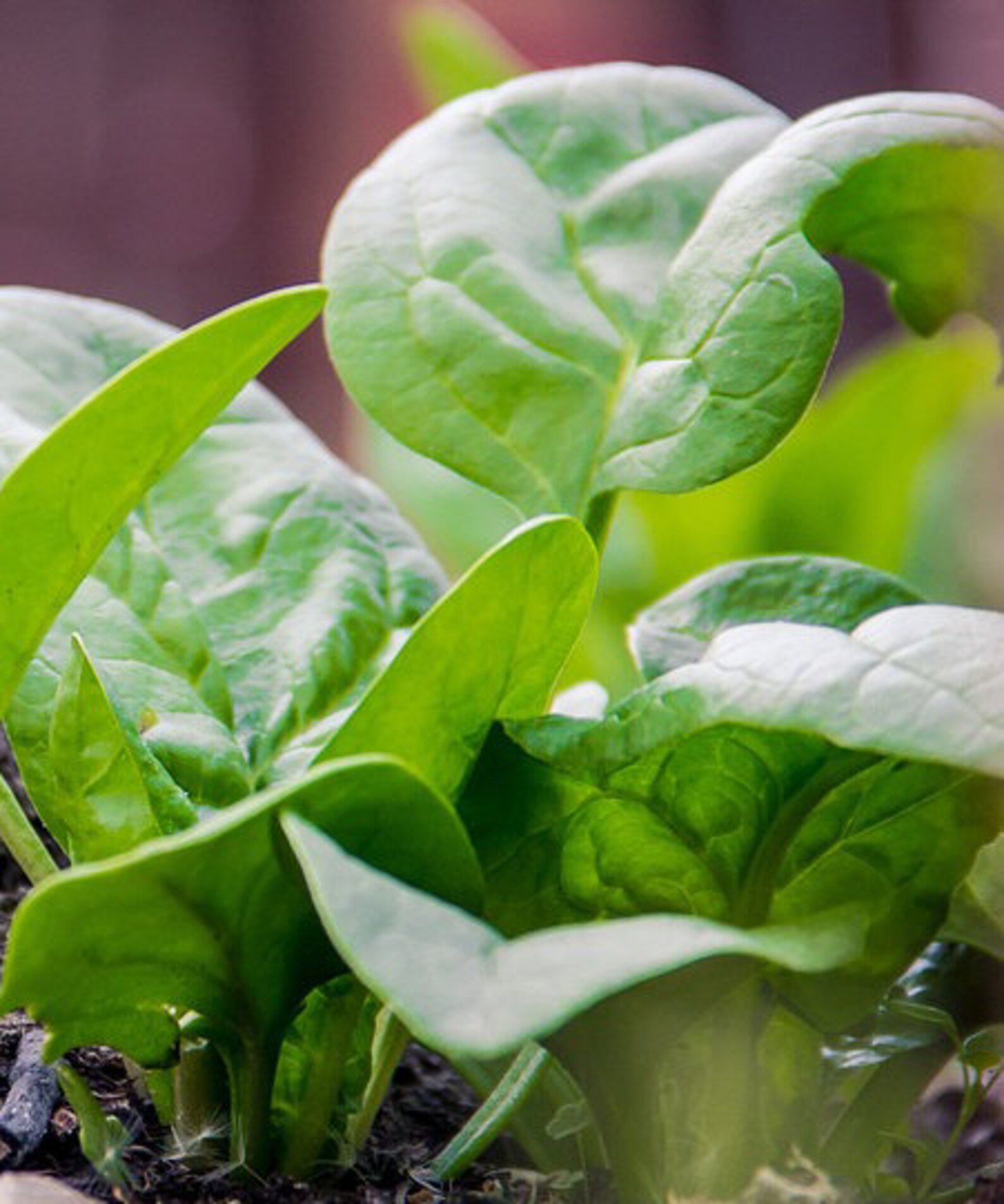 America Spinach Seeds: Heat & Drought Tolerant, Container Garden (20 ...