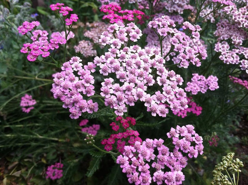 Yarrow Colorado Mix Achillea Millefolium Perennial Plant - Etsy