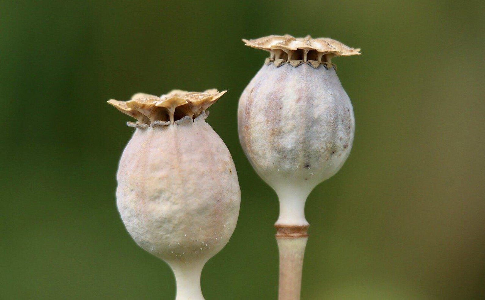 Gray Poppy Seeds: Large Papaver Rhoeas Cut Flowers (20 Seeds) - Etsy