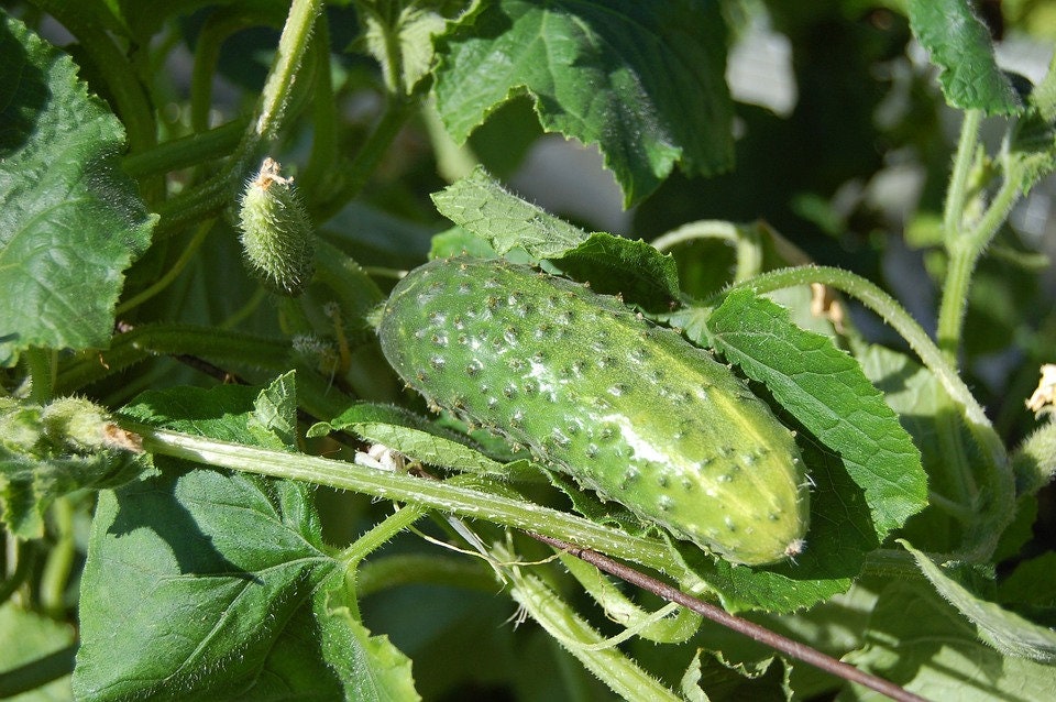 Spacemaster Cucumber Heirloom Seeds - Open Pollinated, Non GMO, Slicing ...