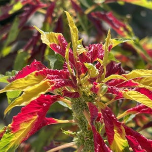 Joseph's Coat Amaranth, Amaranthus Tricolor, Bi Color, Container Plant ...