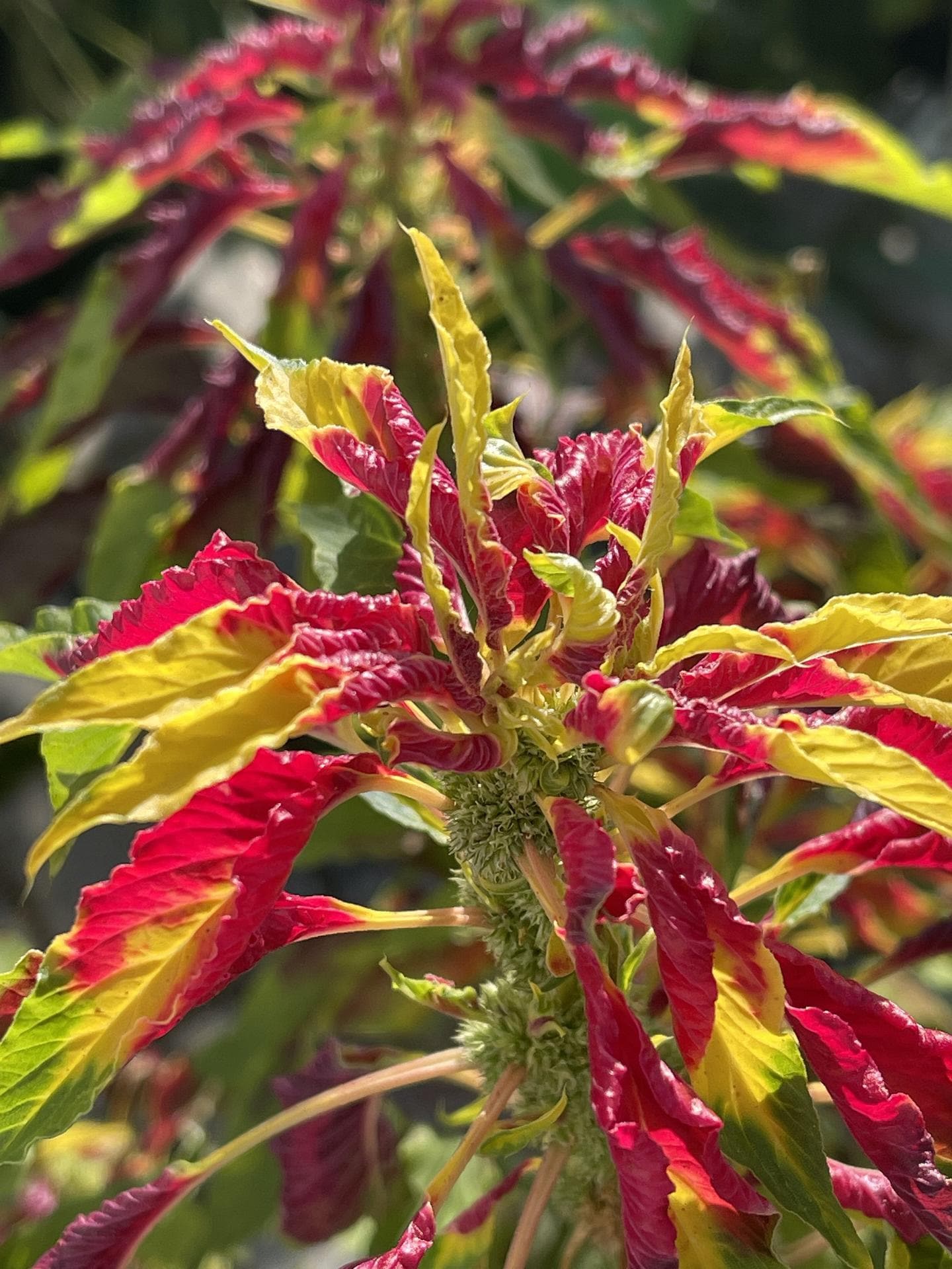 Joseph's Coat Amaranth, Amaranthus Tricolor, Bi Color, Container Plant ...