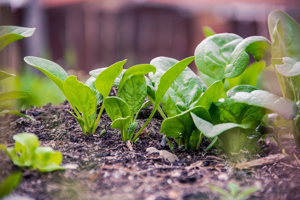 America Spinach Seeds: Heat & Drought Tolerant, Container Garden (20 ...