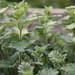 Lemon Scented Catnip Fragrant Herb, Culinary Plant, Easy to Grow ...