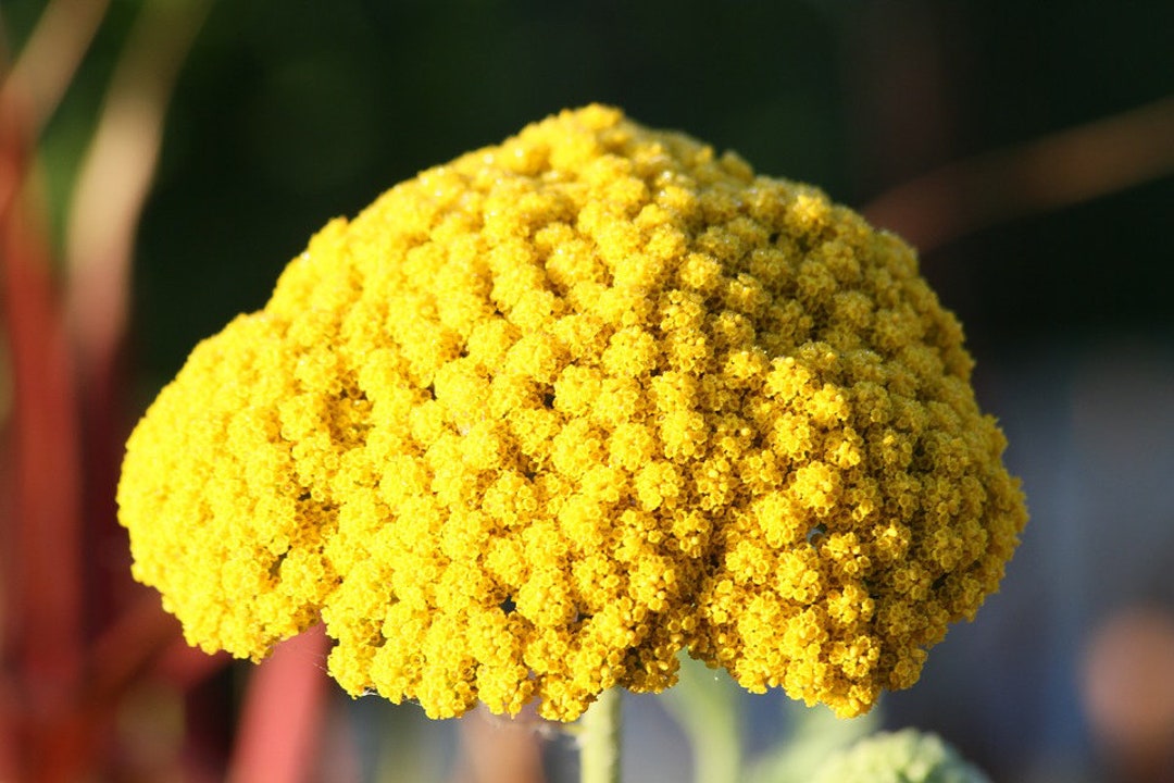 Parkers Gold Yarrow, Achillea Millefolium, Perennial Plant, Cut Flower ...