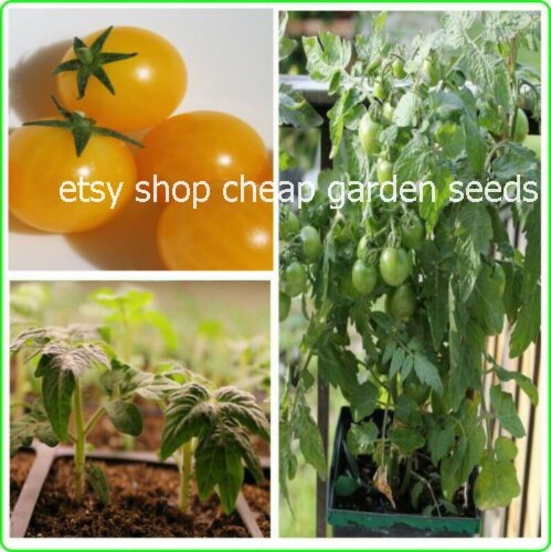Jochalos Micro Dwarf Tomato Plant Indoor Winter Tomato 10 Seeds - Etsy