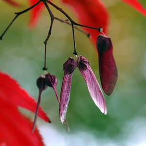 Red Maple Tree Seeds, Shade Tree, Acer Rubrum, Vibrant Colors, Autumn ...