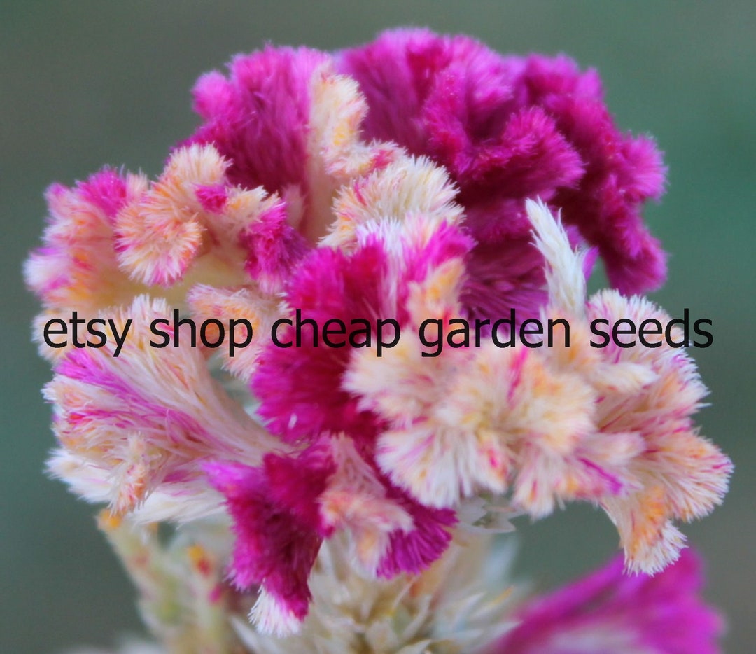 Variegated Cockscomb Flower - Bi Color - Cut Flowers - 10 Seeds - Etsy