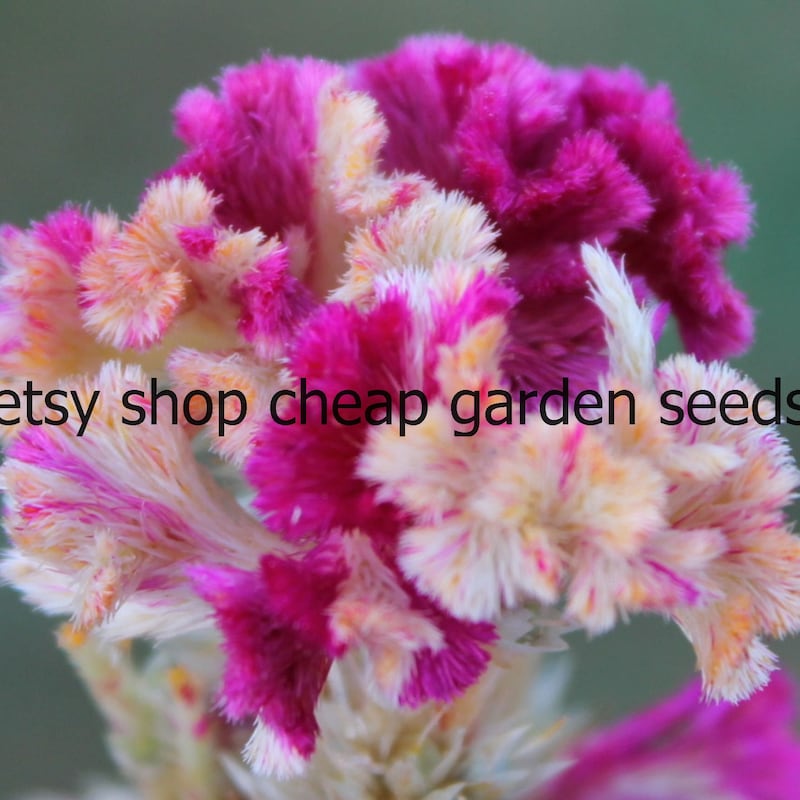 Cut Flower Seeds - Etsy