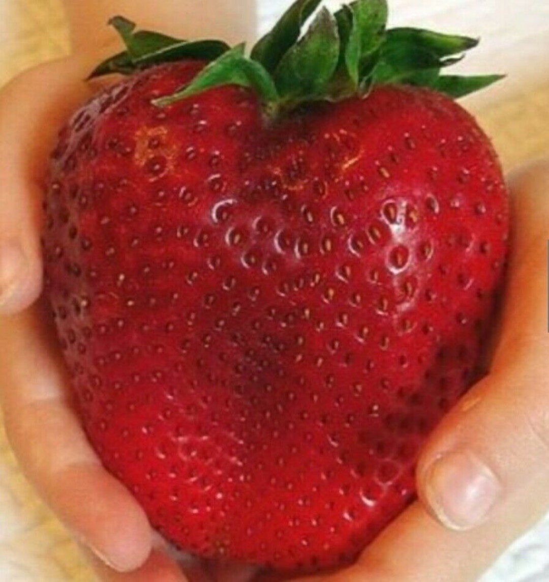 Giant Extra Jumbo Strawberry, Juicy, Red Fruit, 20 Seeds - Etsy