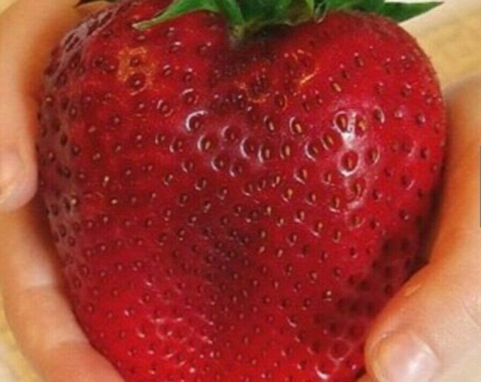 Giant Extra Jumbo Strawberry, Juicy, Red Fruit, 20 Seeds - Etsy