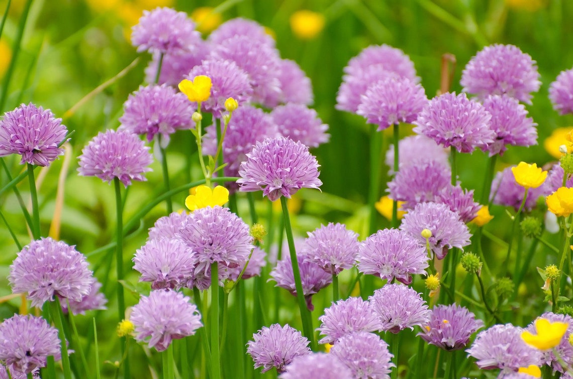 Heirloom Chive Seeds: Culinary Herb, Perennial Plant (20 Seeds) - Etsy