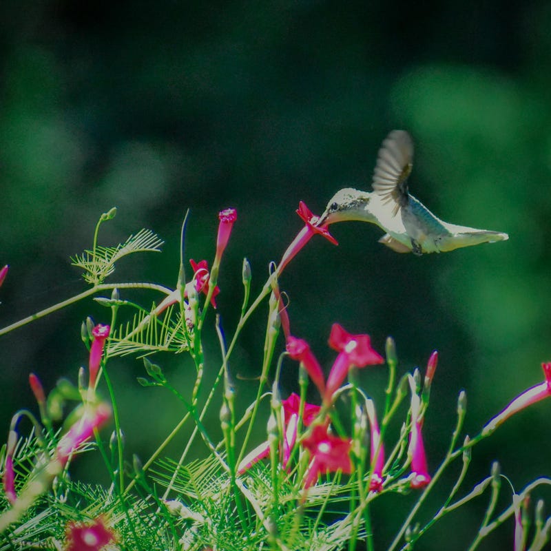 Hummingbird Vine - Etsy