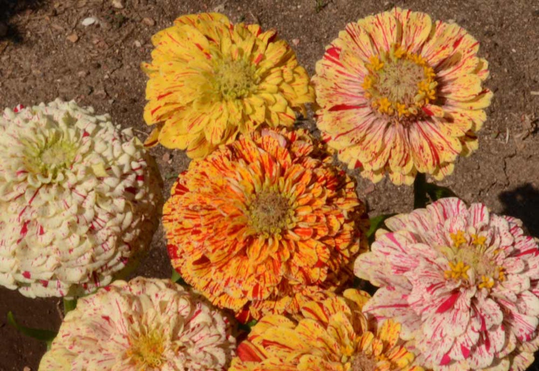 Candy Cane Zinnia Mix, Zinnia Elegans, Striped Flowers, Excellent Cut ...