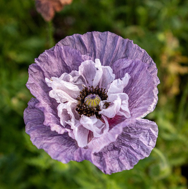 Gray Poppy Seeds: Large Papaver Rhoeas Cut Flowers (20 Seeds) - Etsy