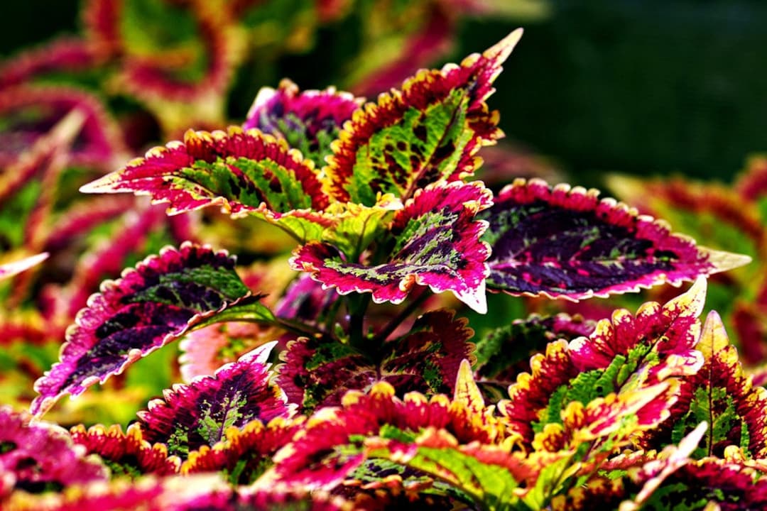 Coleus Rainbow Mix, Coleus Blumei, Painted Leaves, Variety of Colors ...
