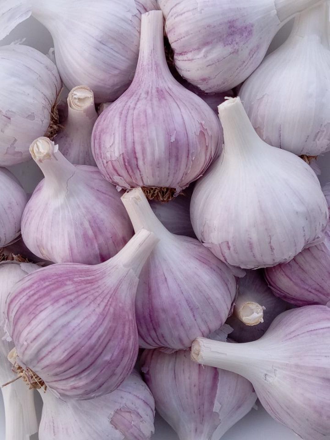 Chesnok Red Garlic: Heirloom Hardneck Seed Garlic - Rich Flavor - Etsy