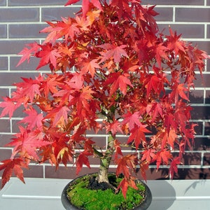 Japanese Red Bonsai Tree, Home or Office Decor, Small Indoor or Outdoor ...