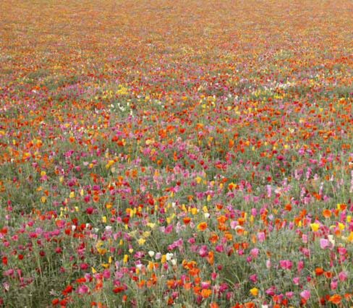 California Mission Bells Poppy, Eschscholzia Californica, Double and ...