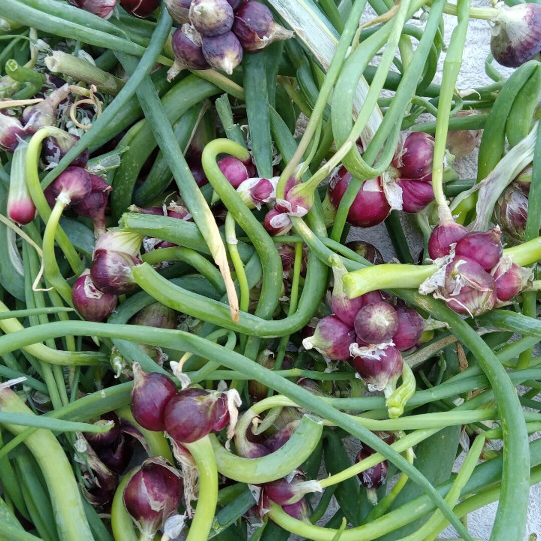 Large Egyptian Walking Onions Heirloom Multiplier Onions, Winter Onion ...