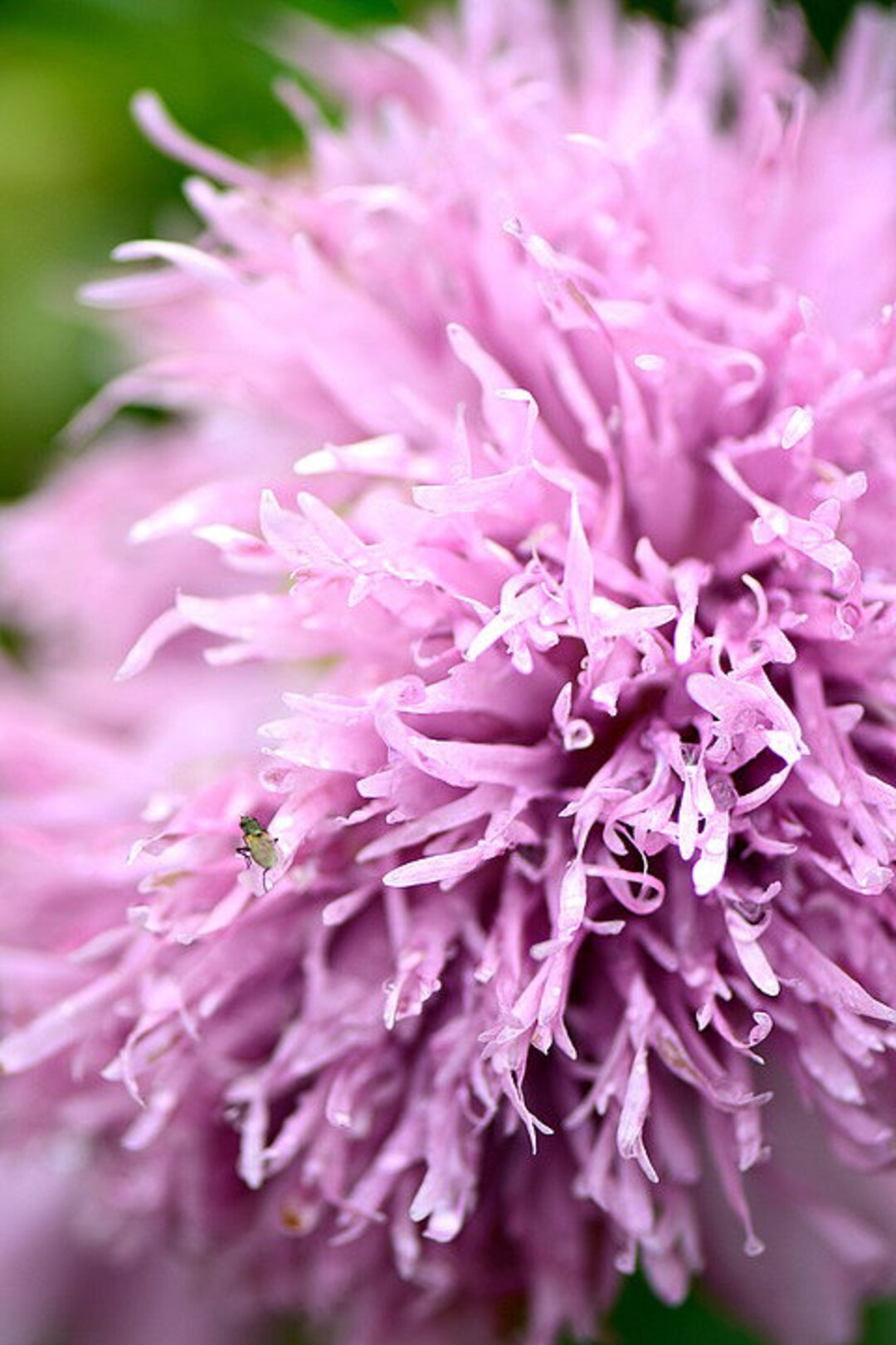 Lilac Pompom Poppy, Papaver Somniferum, Cut Flower, Attracts ...