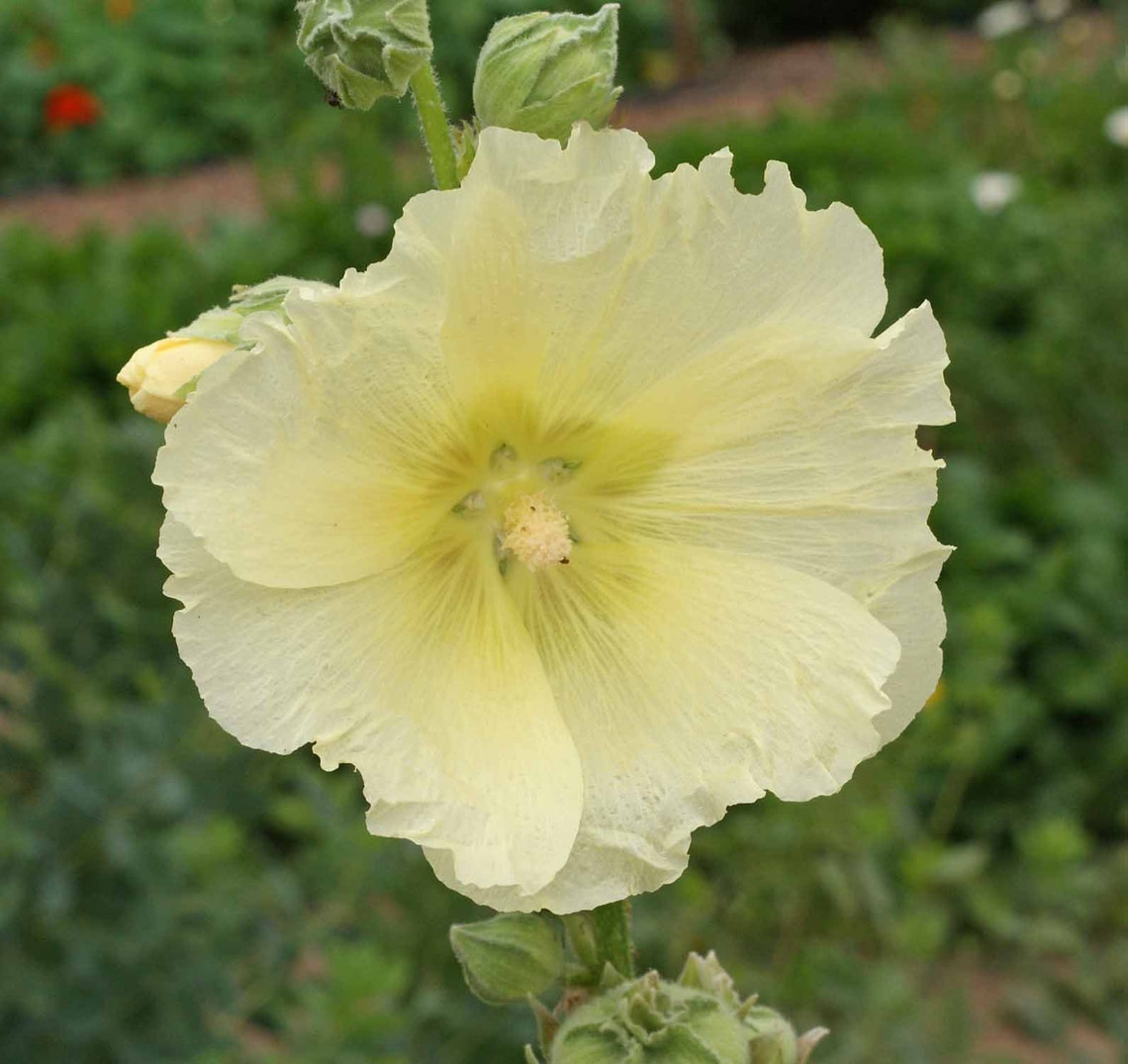 Indian Spring Hollyhocks Flower Mix Perennial Plant - Etsy