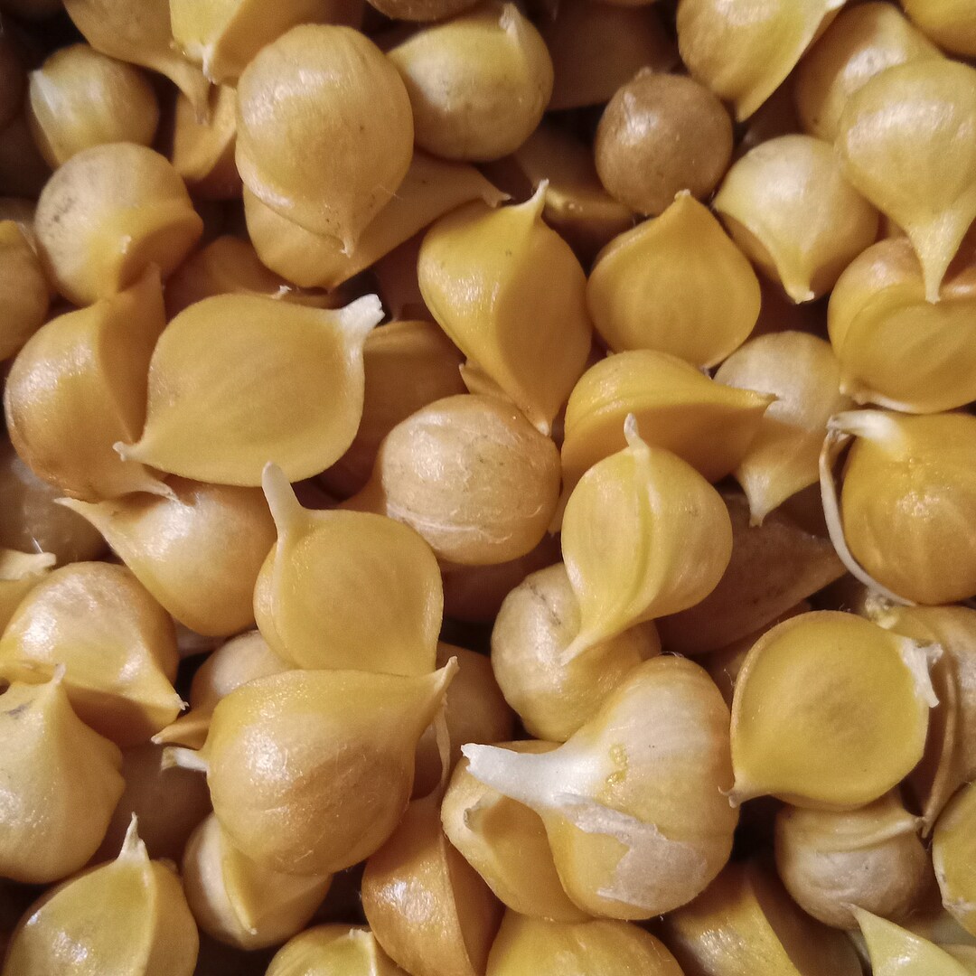 Elephant Garlic Corms, Grow Your Own, Ajo Elefante, Mild Flavored ...