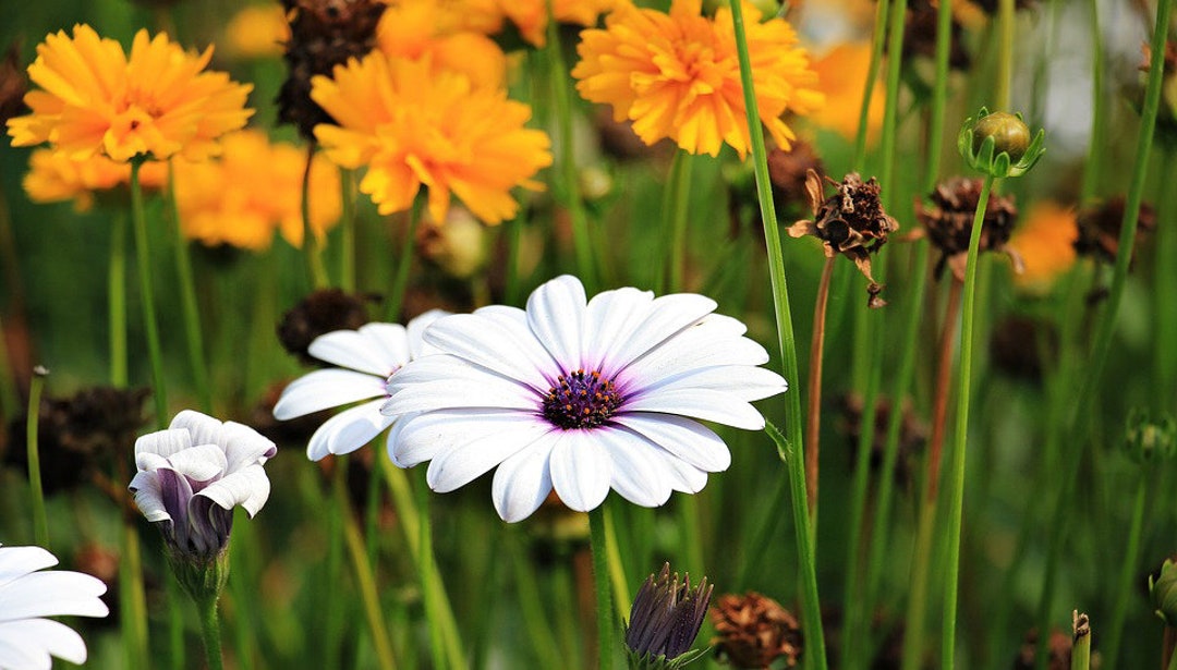 Blue Disc African Daisy, White Daisy With Blue Center, Heat Loving, Cut ...