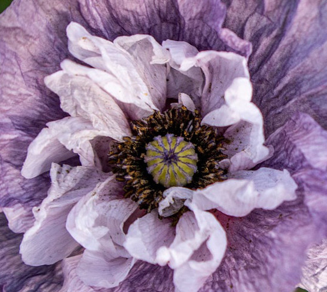 Amazing Gray Poppy, Large Cut Flowers, Papaver Rhoeas, Attract ...