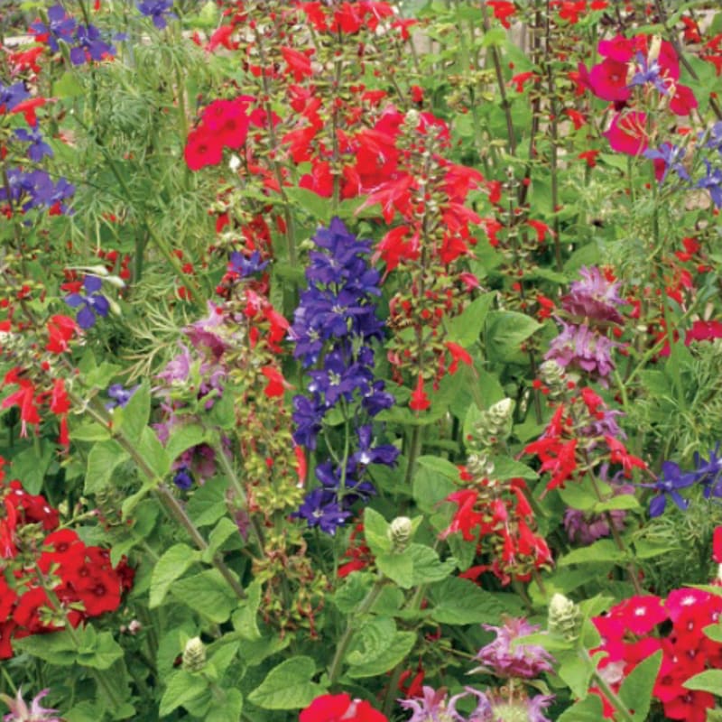 Hummingbird Mint Plant - Etsy