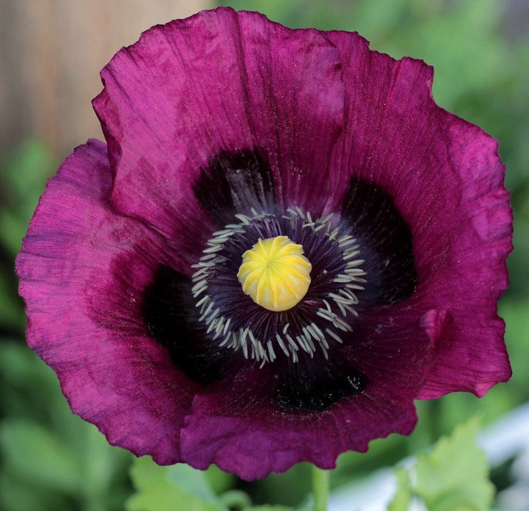 Lauren's Grape Poppy, Deep Purple Flowers, Papaver Somniferm, 20 Seeds ...