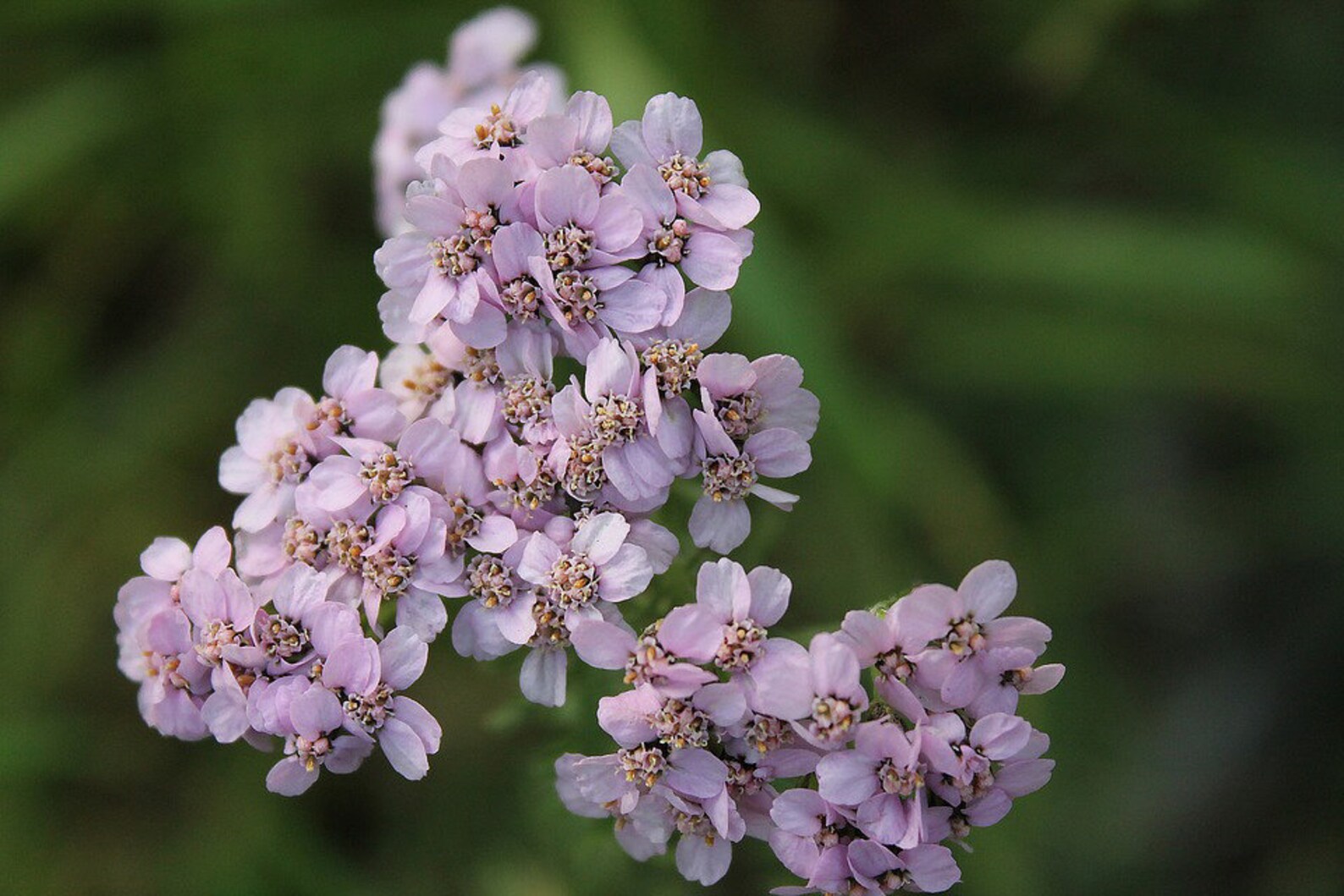 Yarrow Colorado Mix, Achillea Millefolium, Perennial Plant, Cut Flower ...