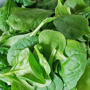America Spinach Seeds: Heat & Drought Tolerant, Container Garden (20 ...