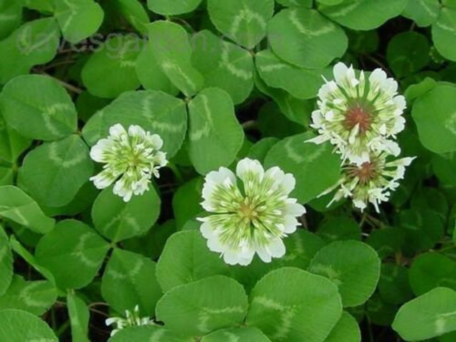 White Dutch Clover, Container Plant, Reseed Yard, 50 Seeds - Etsy