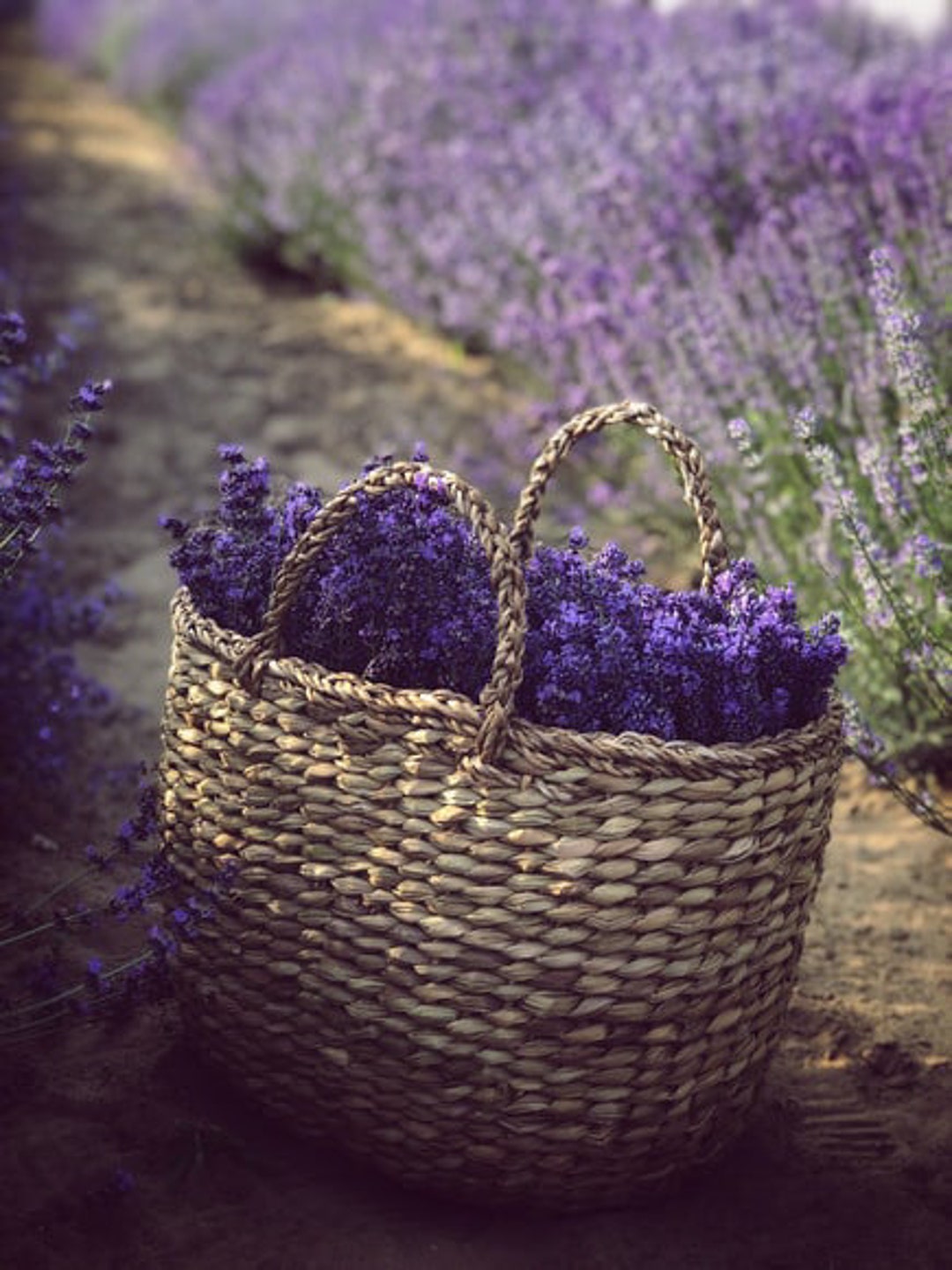 Munstead Lavender, Lavandula Angustifolia, Fragrant, Perennial Flower ...