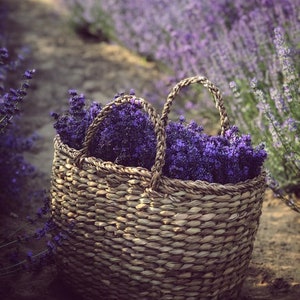 Munstead Lavender, Lavandula Angustifolia, Fragrant, Perennial Flower ...