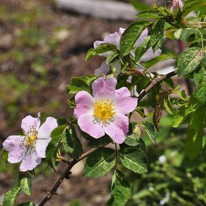 Pink Wild Rose Seeds – Grow Naturally Elegant Blooms, 5 Seeds - Etsy