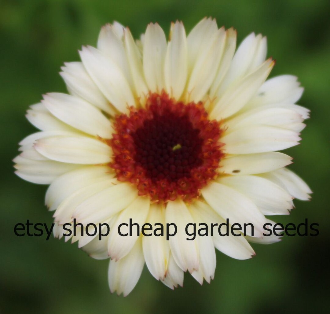 Snow Princess Calendula, Calendula Officinalis, White Flowers, Cut ...