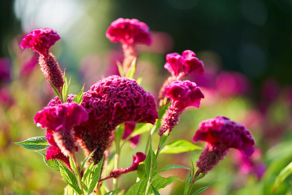 Toreador Cockscomb, Heirloom, Red Cut Flower, Attracts Butterflies to ...