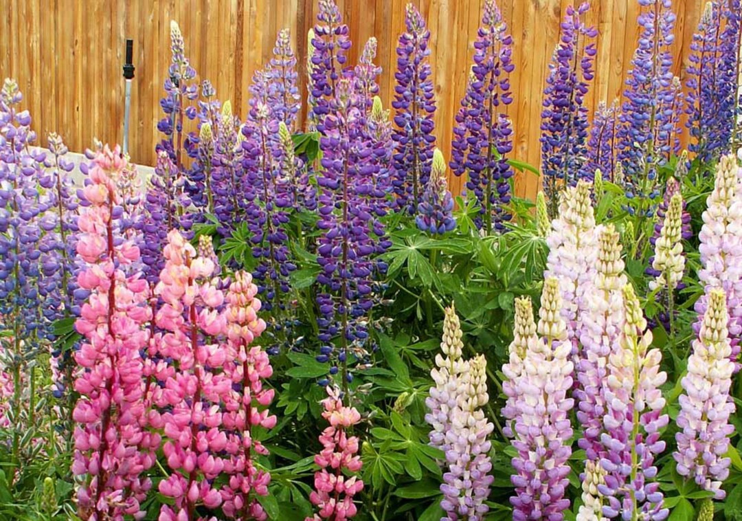 Minarette Lupine - Pastel Garden Border Flowers - Hummingbird Food ...