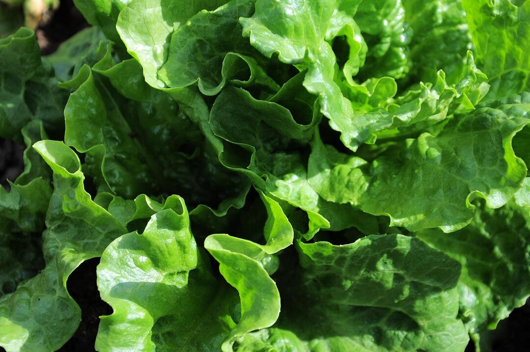 Black Seeded Simpson Leaf Lettuce, 100 Seeds, Container Growing ...
